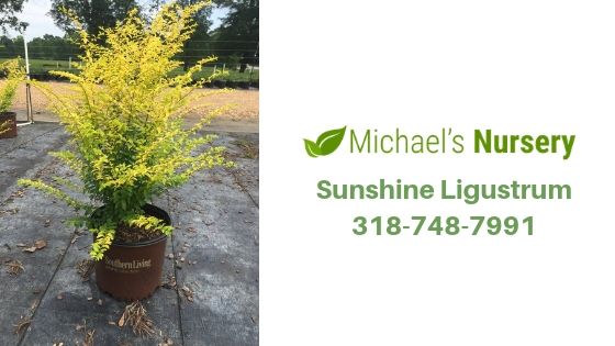 Sunshine Ligustrum | Michael's Nursery – michaelsnursery