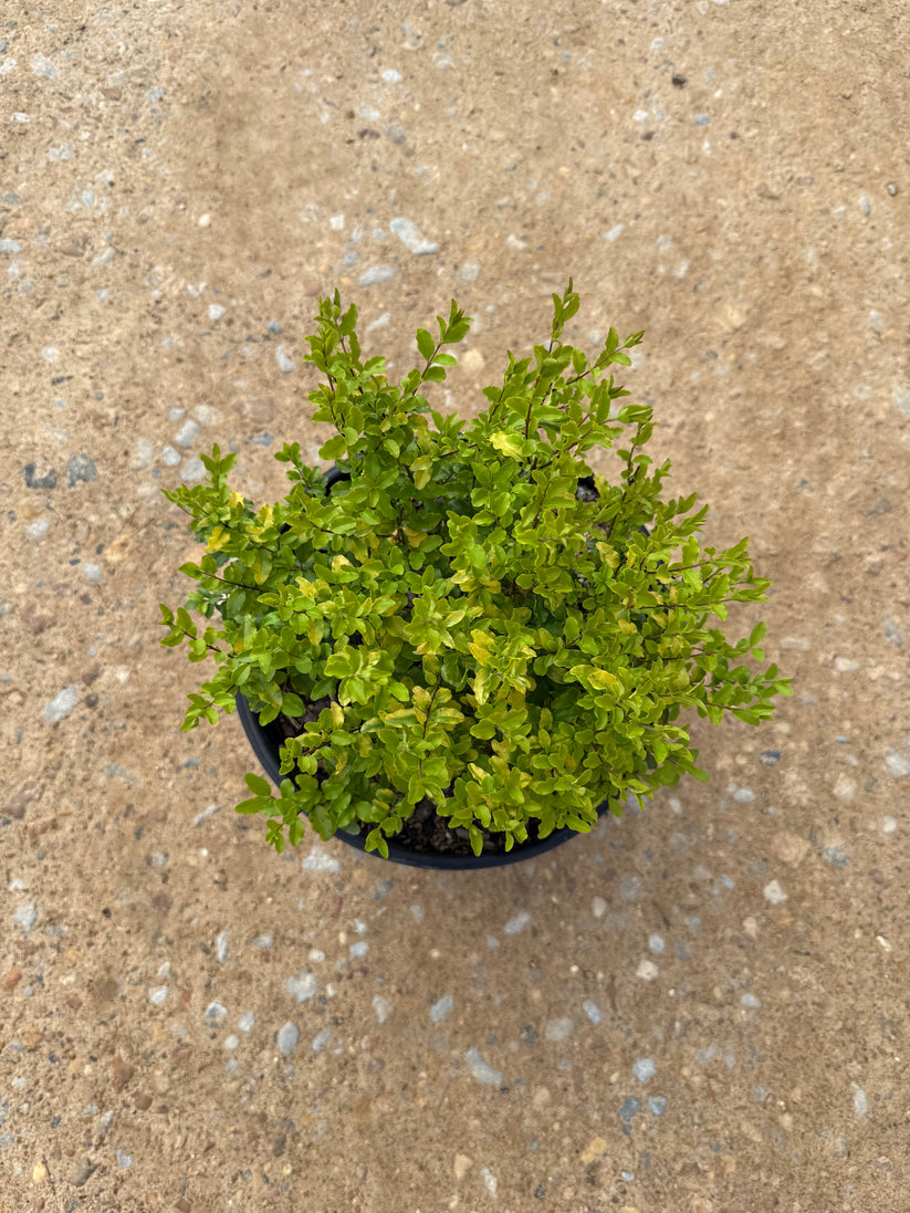 Sunshine Ligustrum™ – michaelsnursery