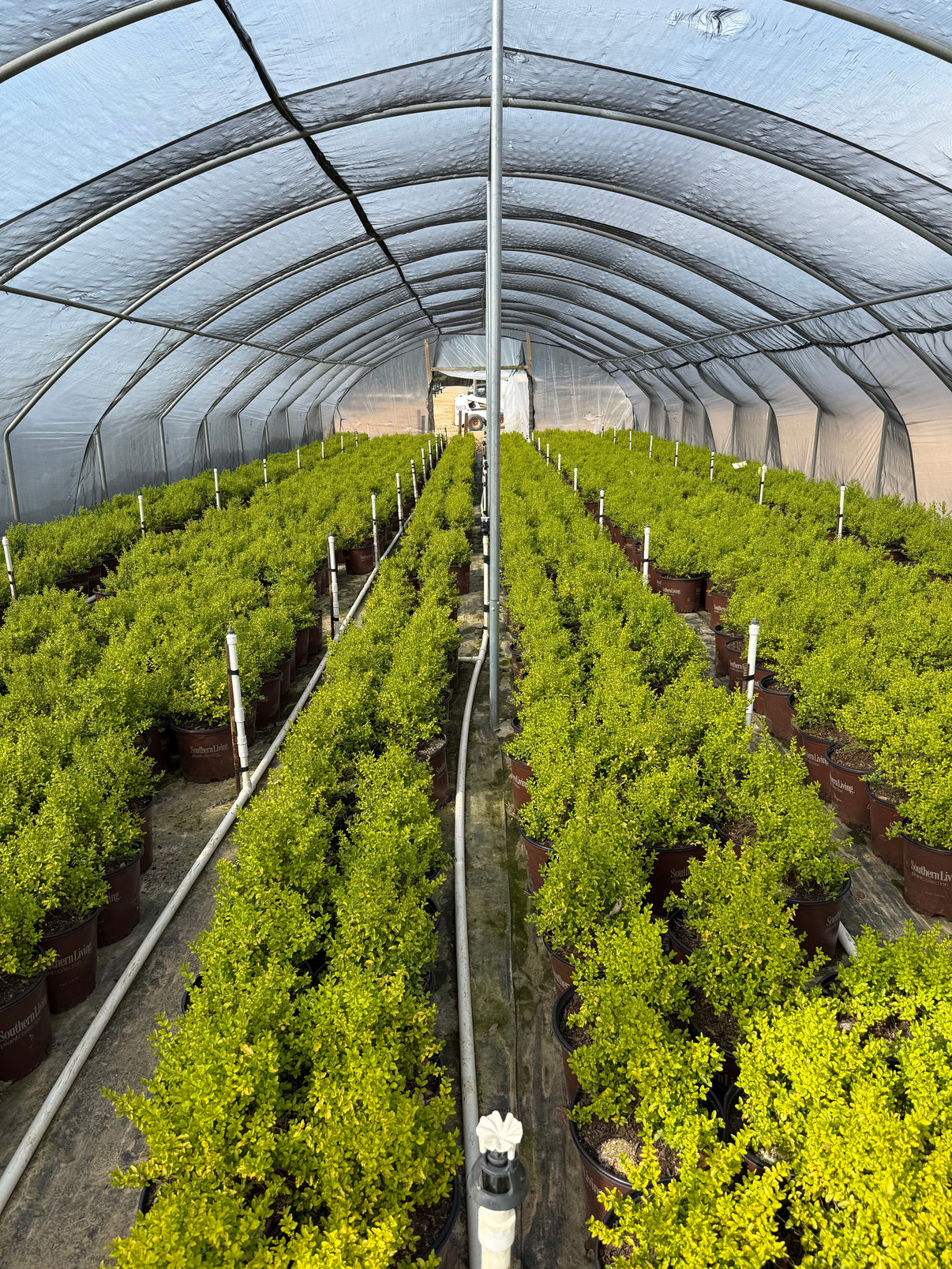 Sunshine Ligustrum™ – michaelsnursery