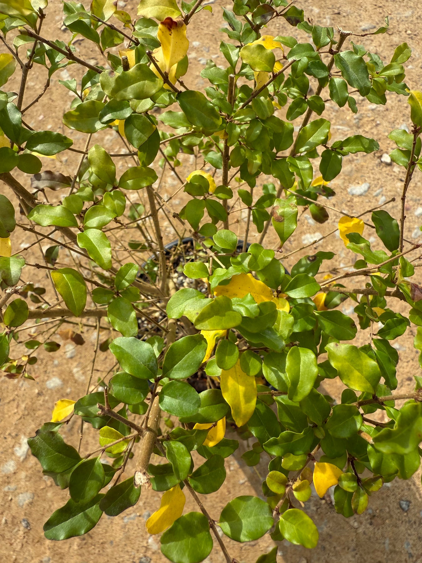 Sunshine Ligustrum™ – michaelsnursery