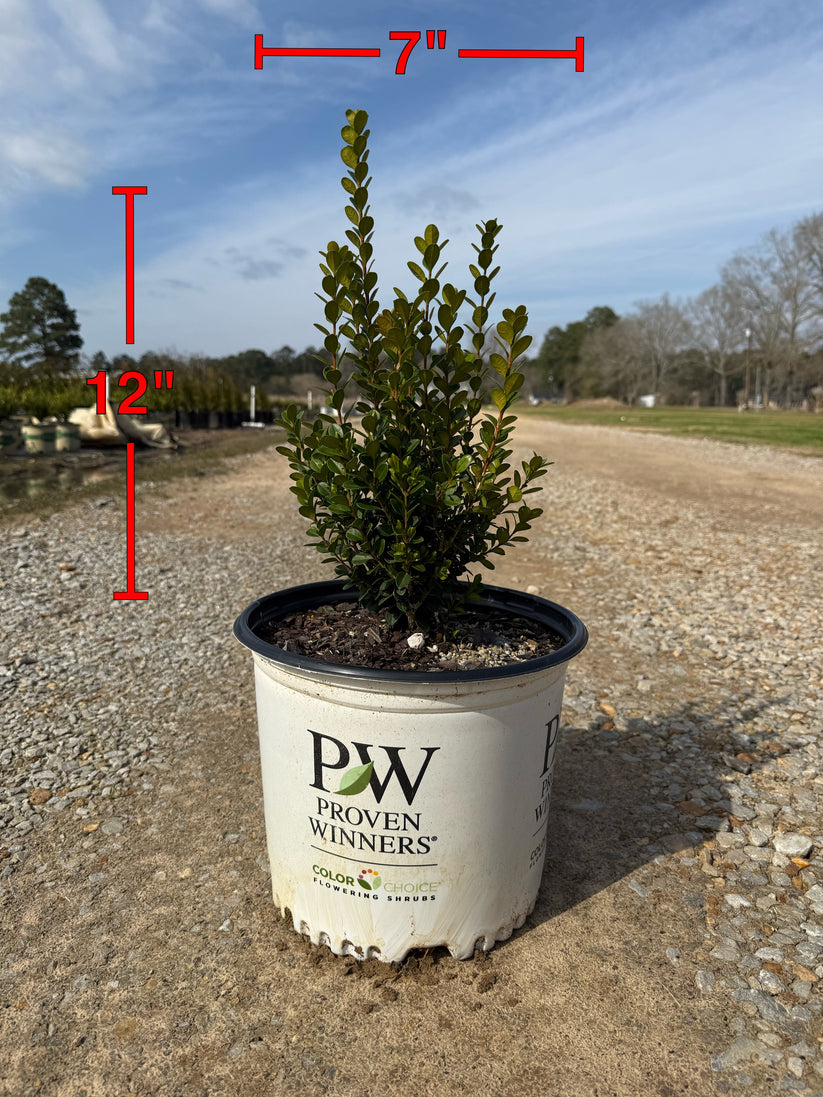Sprinter Boxwood - Fast Growing, Low-Maintenance Evergreen Shrub by ...