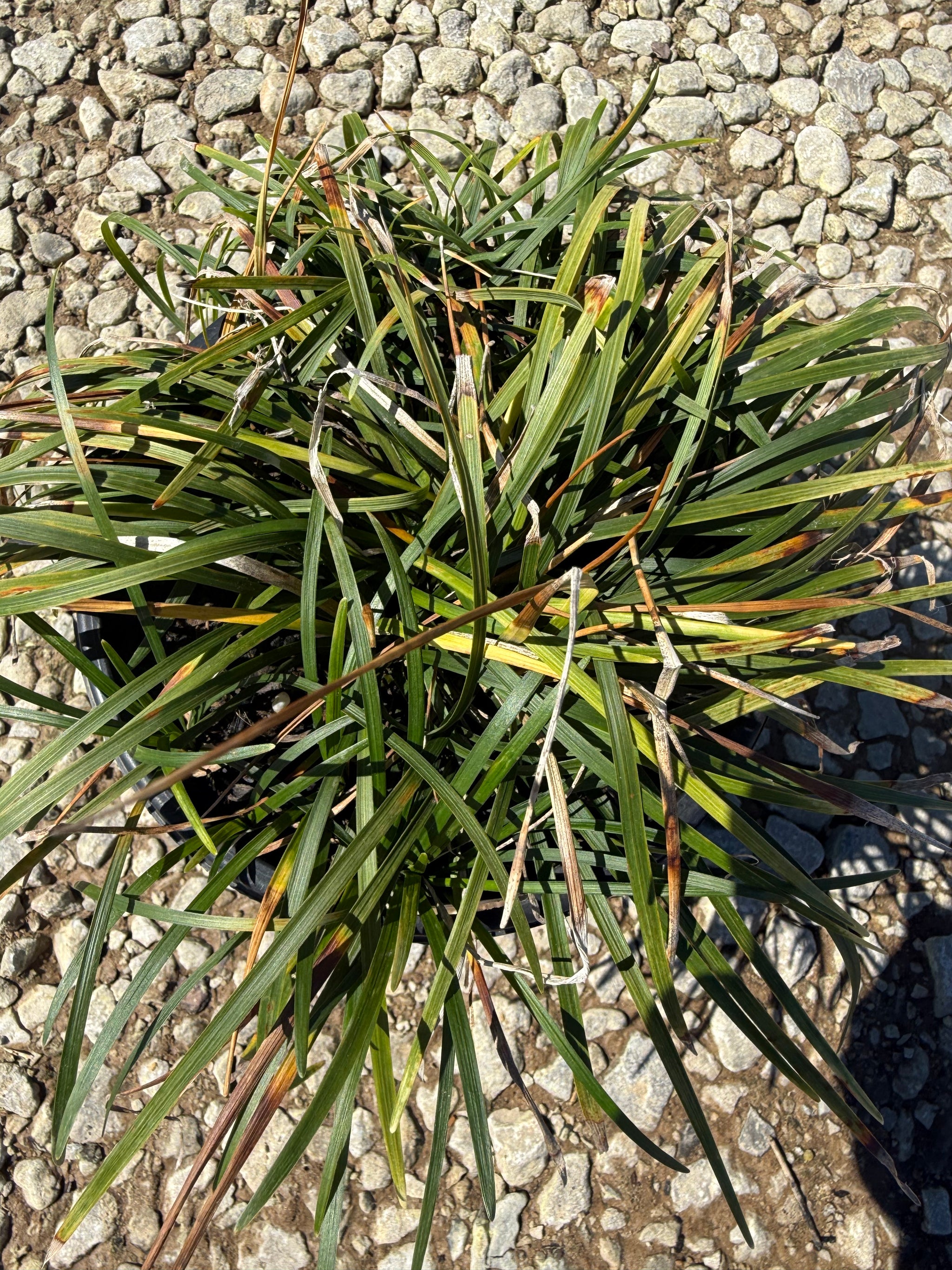 Regular Mondo Grass – michaelsnursery