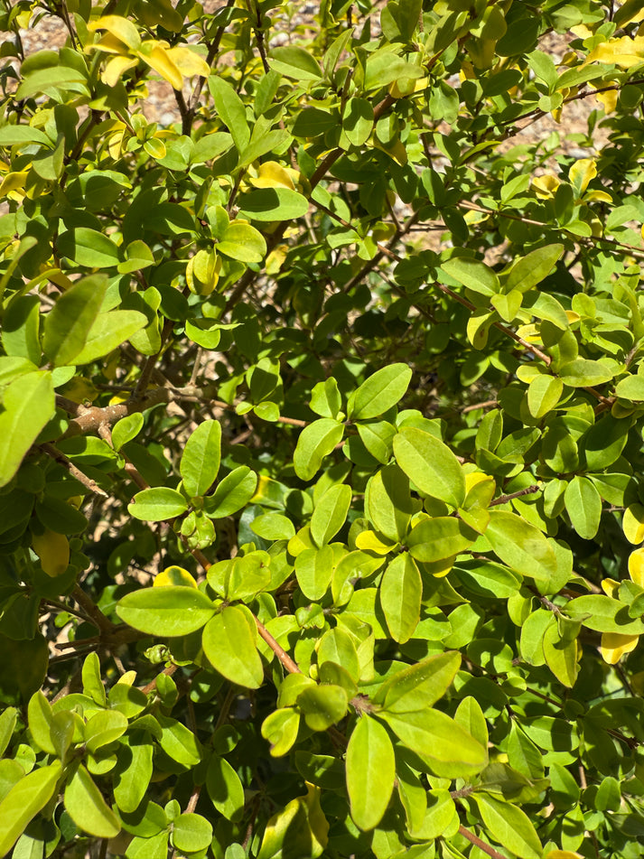 Sunshine Ligustrum™ – michaelsnursery