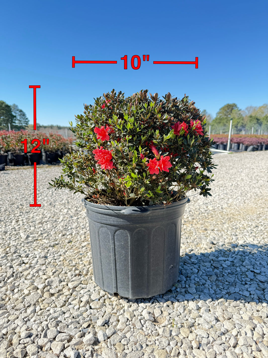 Azaleas for Sale Online | Azaleas Bushes – michaelsnursery