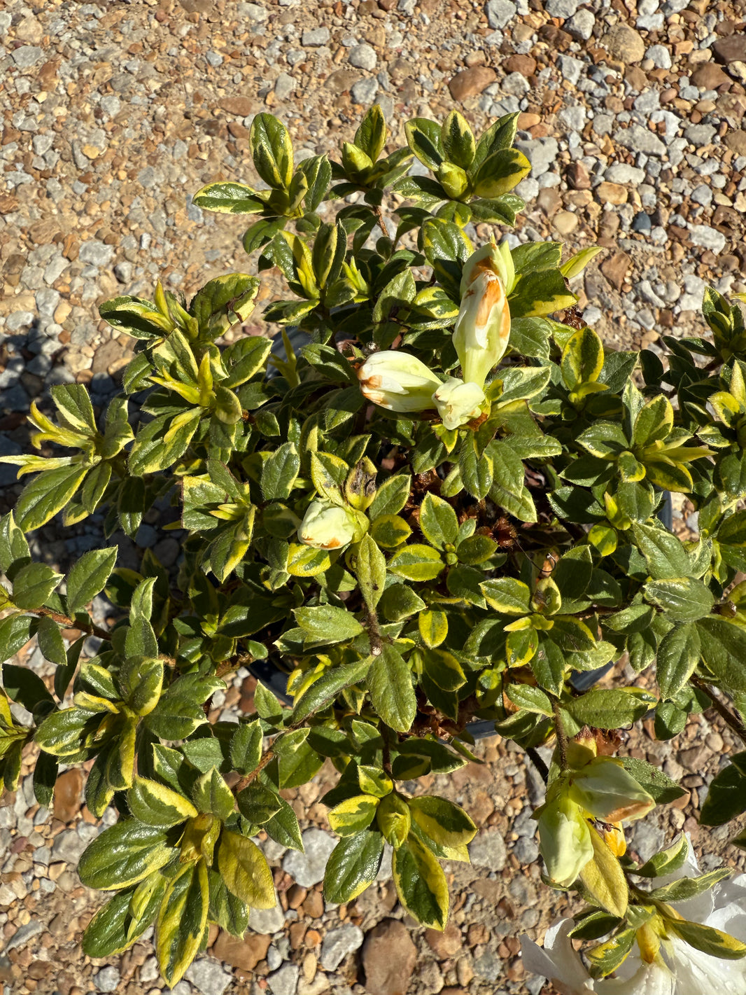 Azaleas for Sale Online | Azaleas Bushes – michaelsnursery