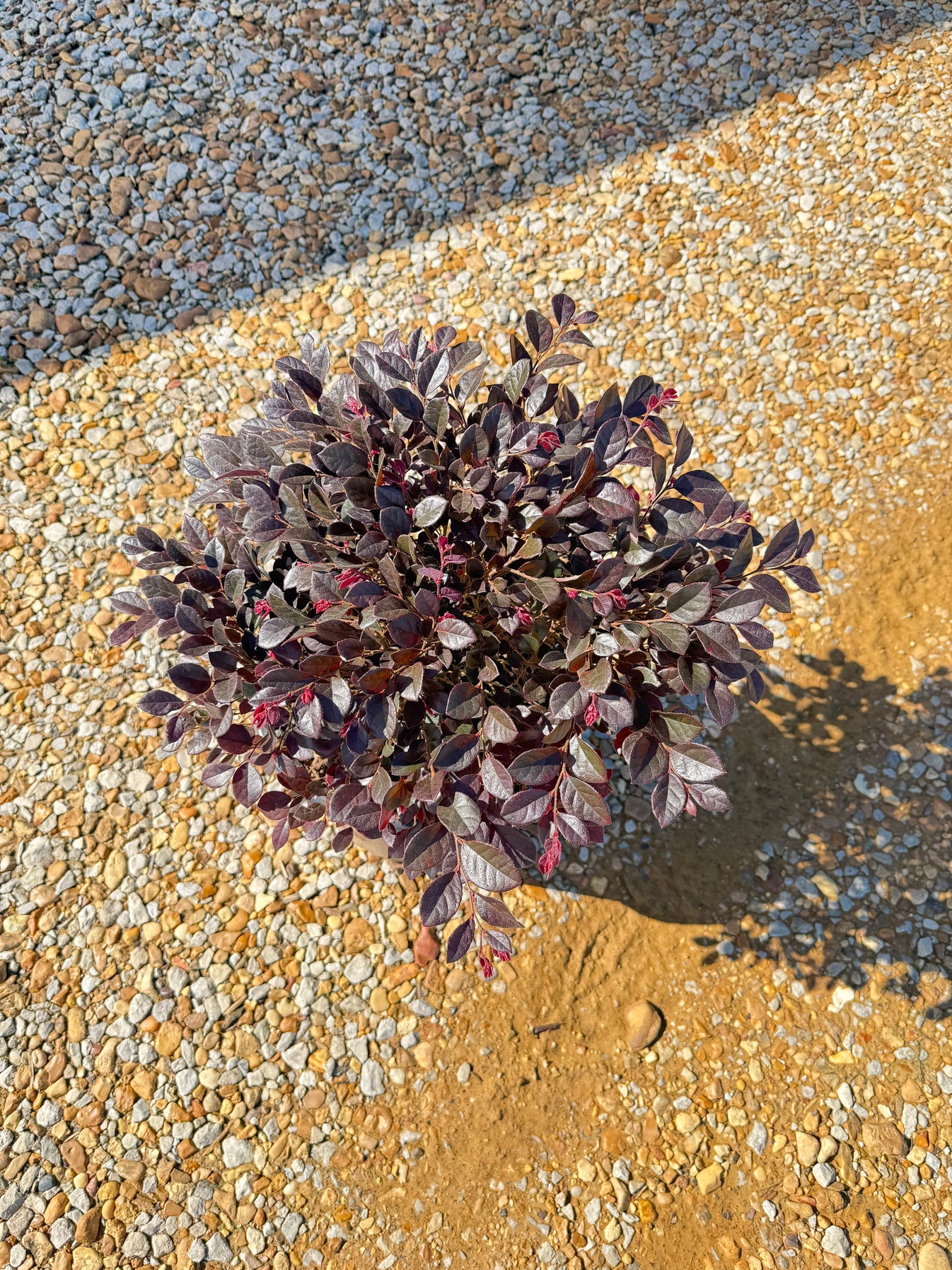 Southern Living Purple Daydream® Dwarf Loropetalum – michaelsnursery