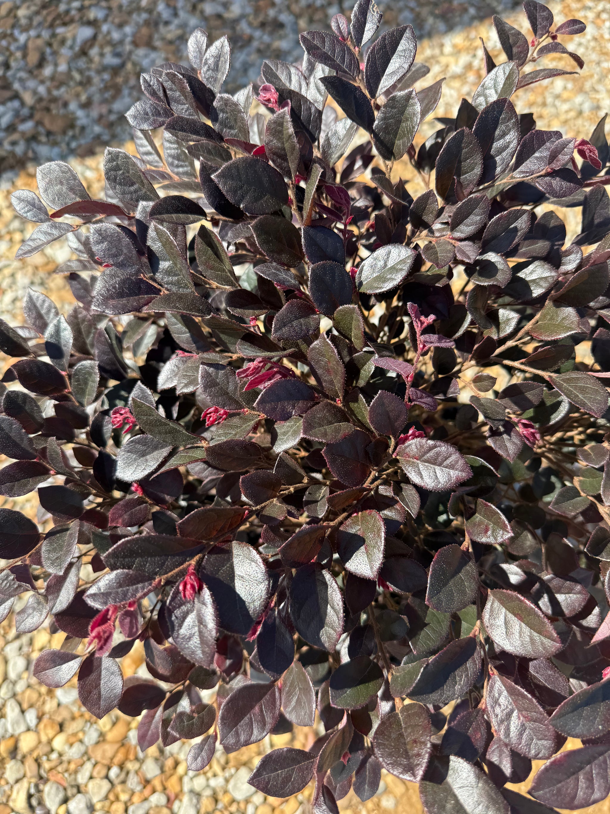 Southern Living Purple Daydream® Dwarf Loropetalum – michaelsnursery