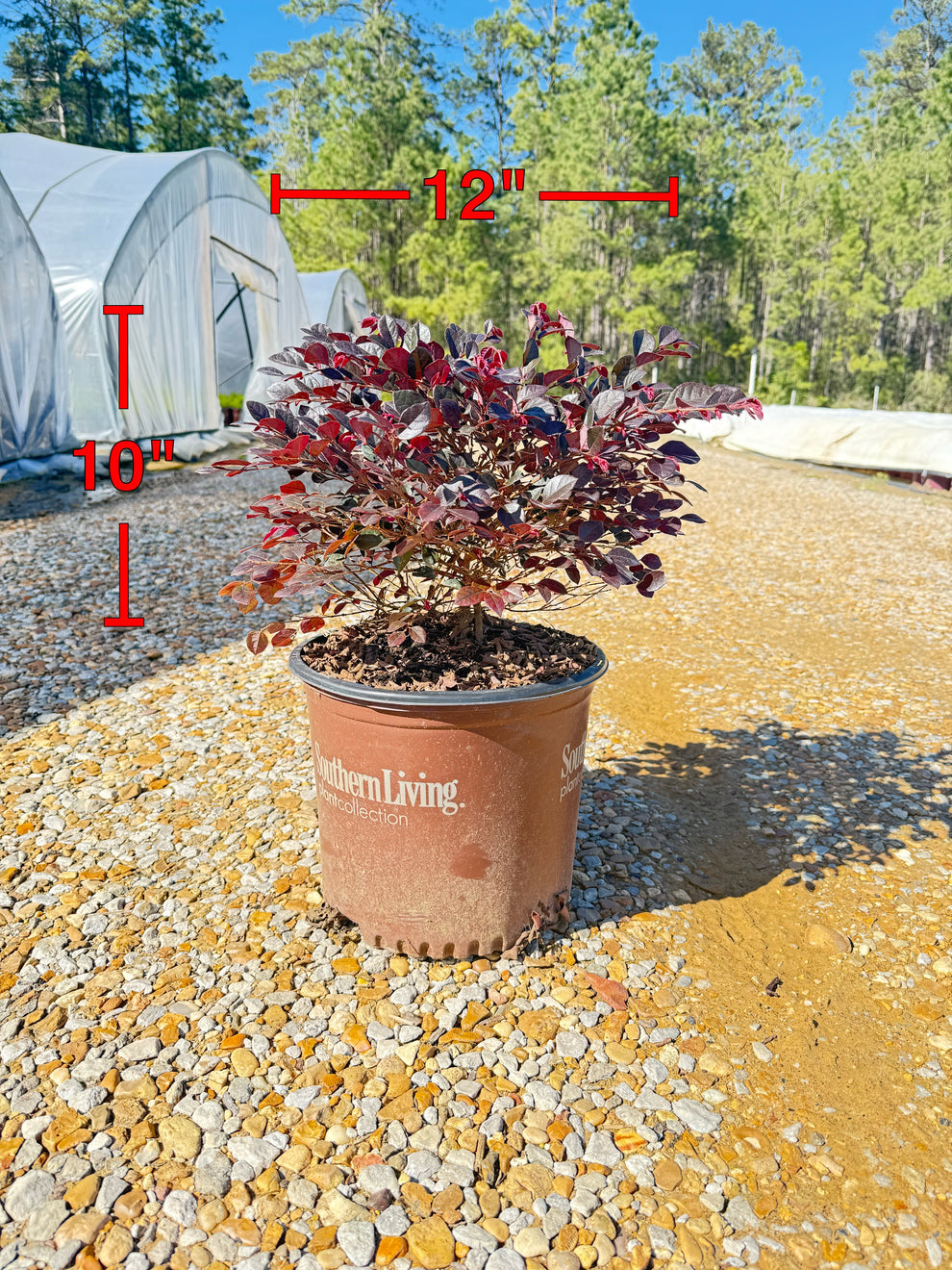 Southern Living Purple Daydream® Dwarf Loropetalum – michaelsnursery