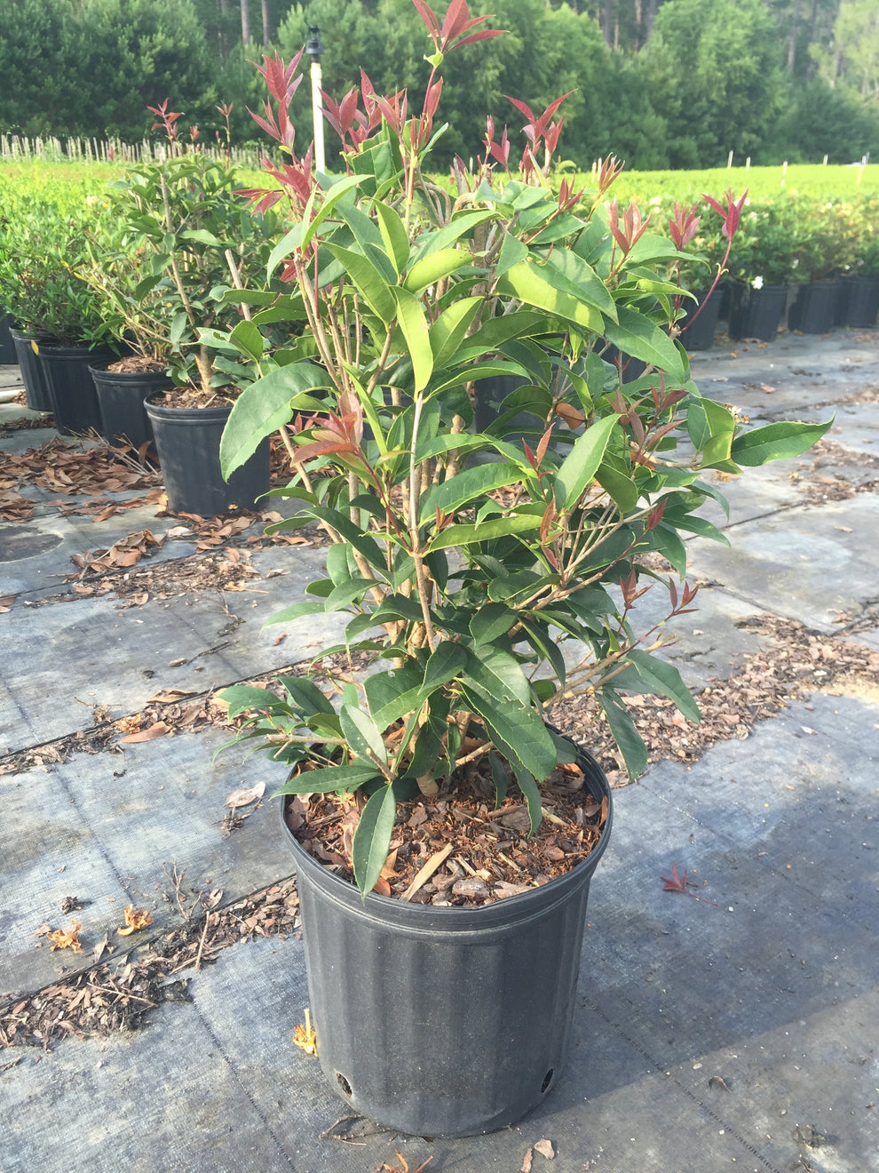 Sweet Olive Plant – michaelsnursery