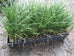 Regular Mondo Grass – michaelsnursery