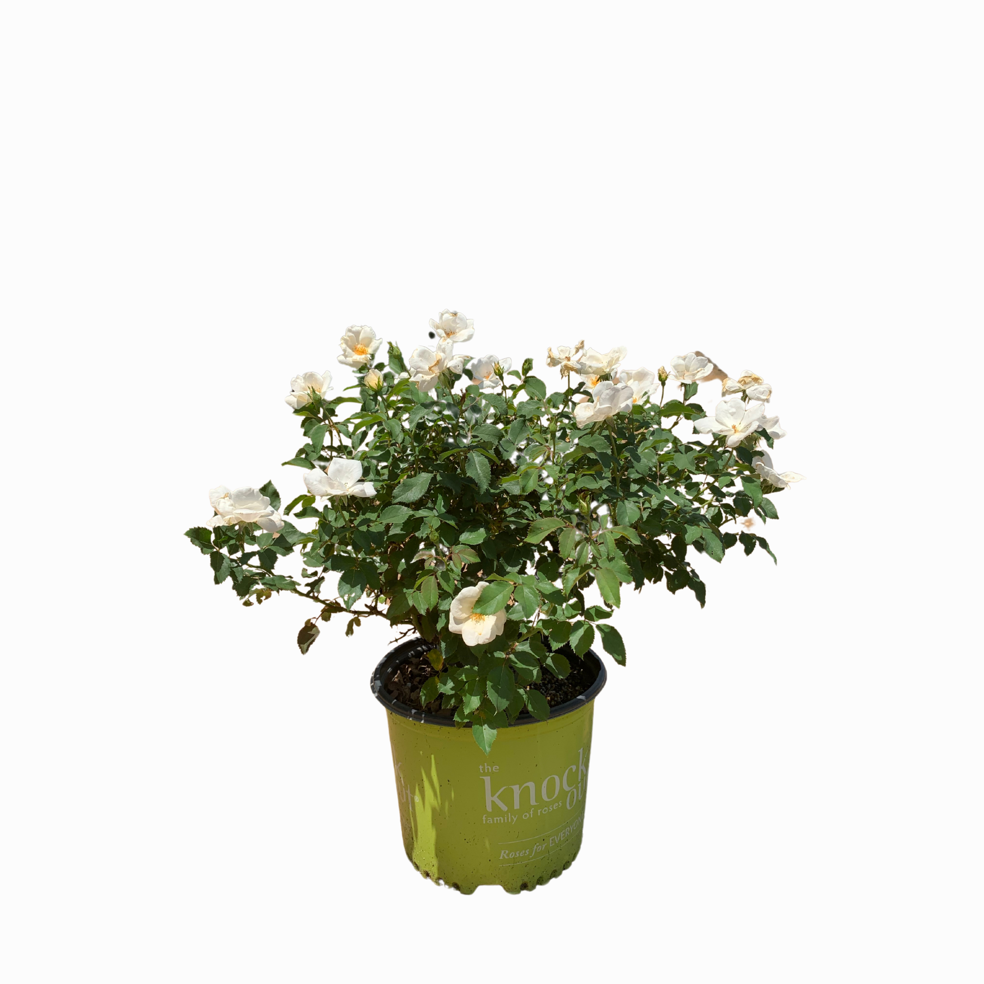 White Knock Out Rose™ – michaelsnursery