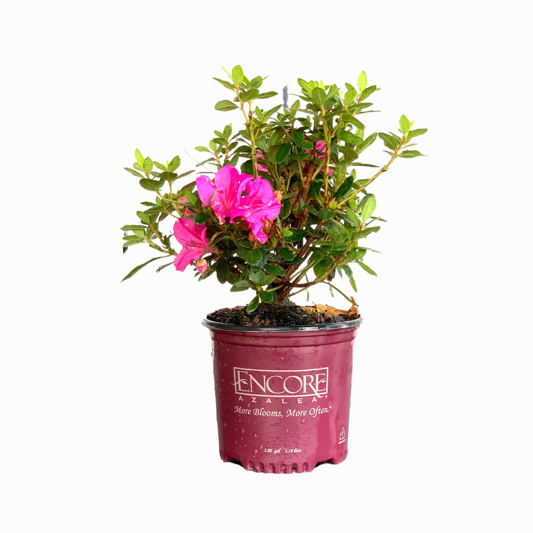 Azaleas for Sale Online | Azaleas Bushes – michaelsnursery
