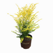 Sunshine Ligustrum™ – michaelsnursery