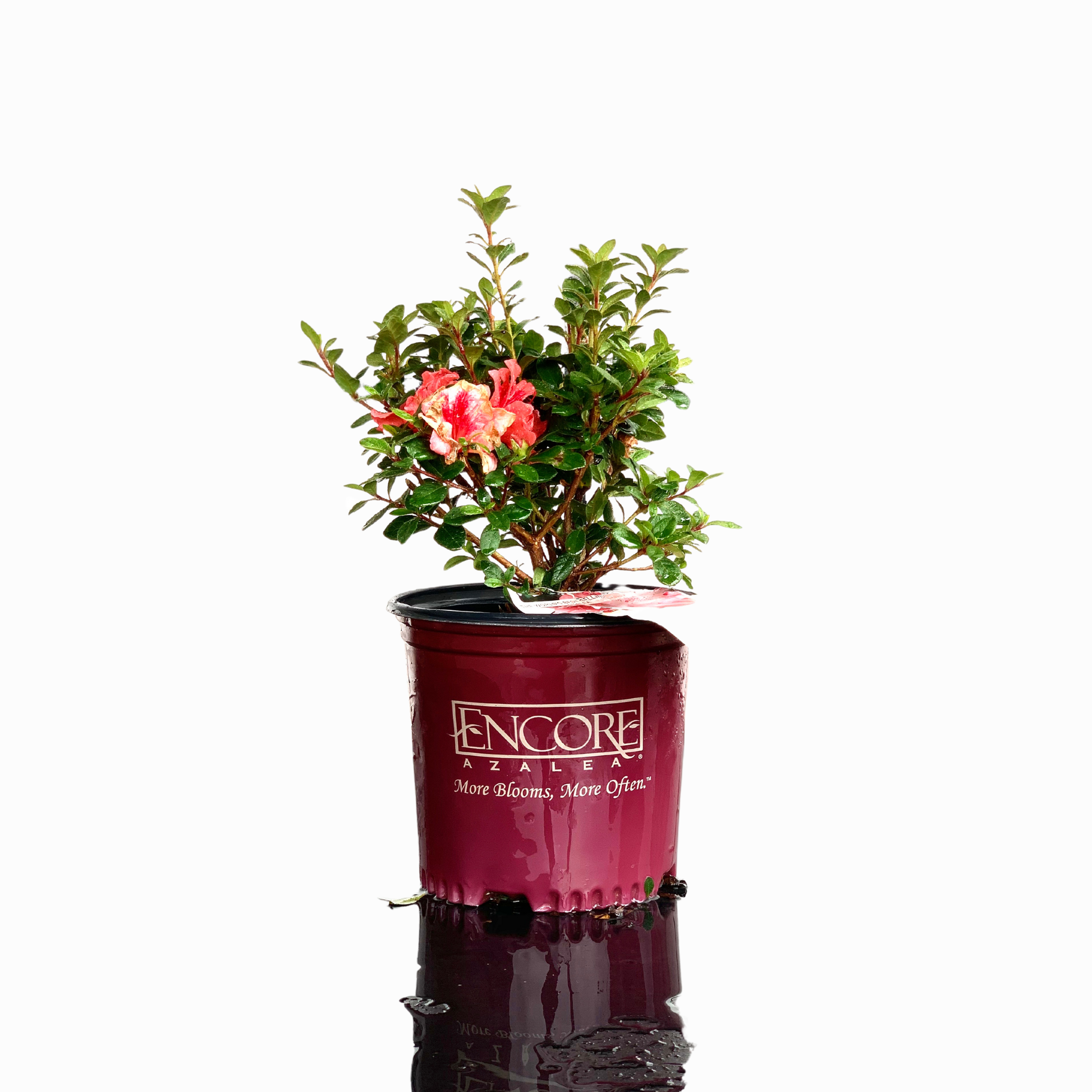 Autumn Princess Azalea – michaelsnursery