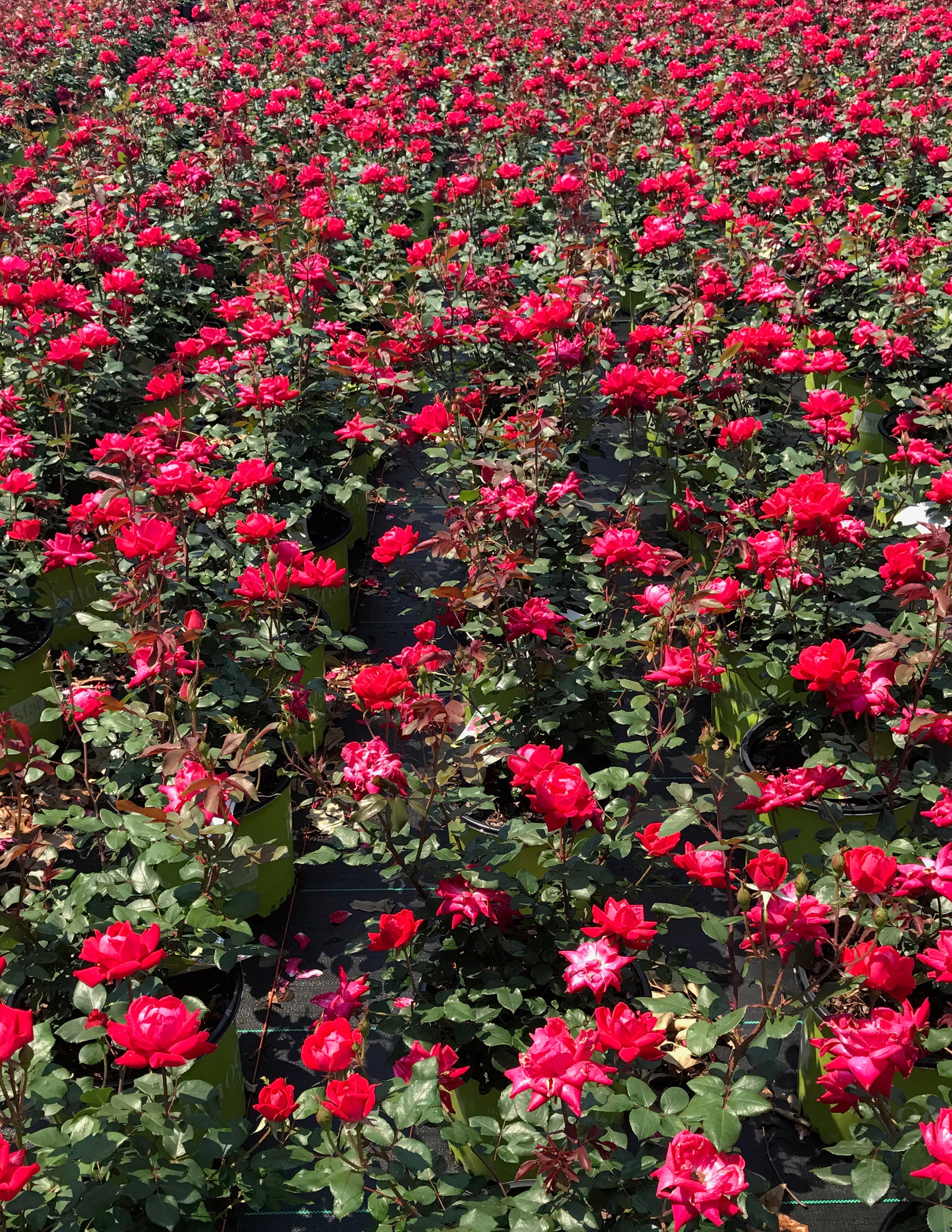 Michael's Nursery - Online Plant & Tree Nursery – michaelsnursery