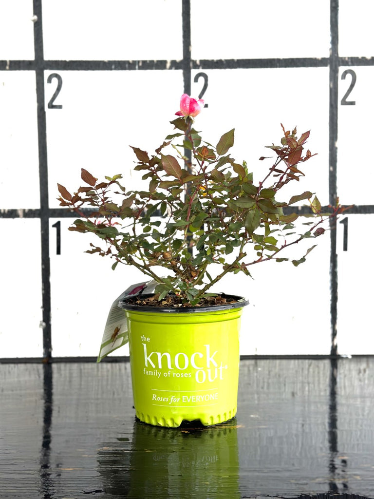 Pink Double Knock Out Rose – michaelsnursery