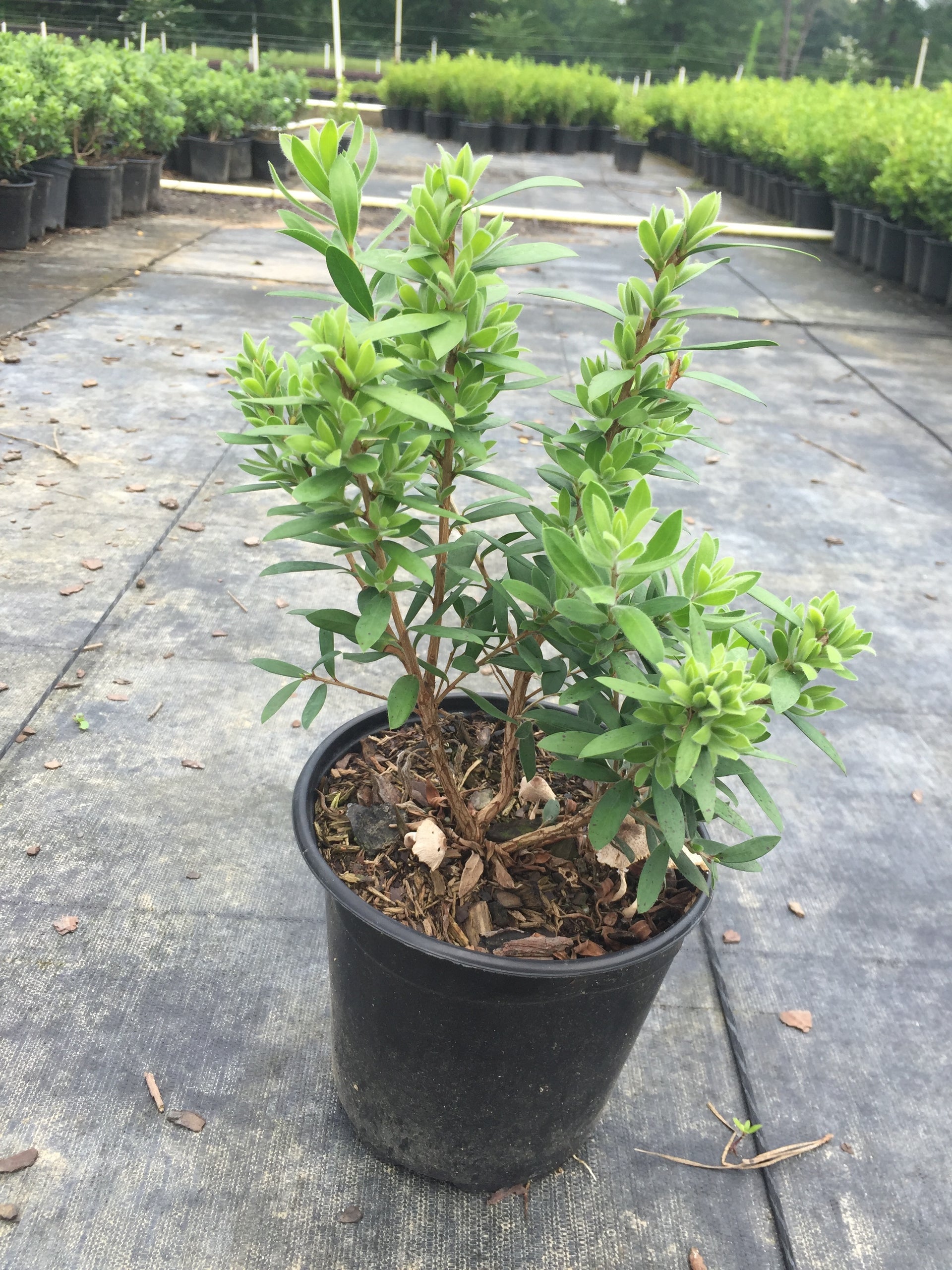 callistemon viminalis better john