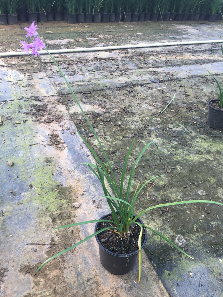 Bicolor Iris – michaelsnursery