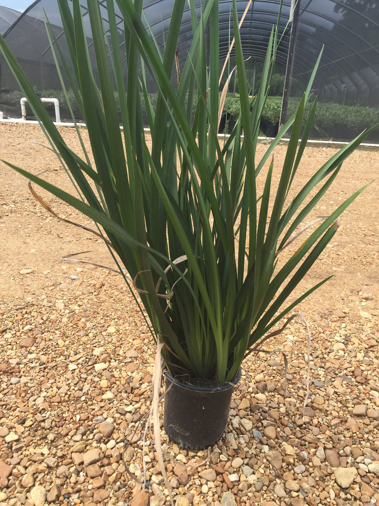 Butterfly Iris – michaelsnursery