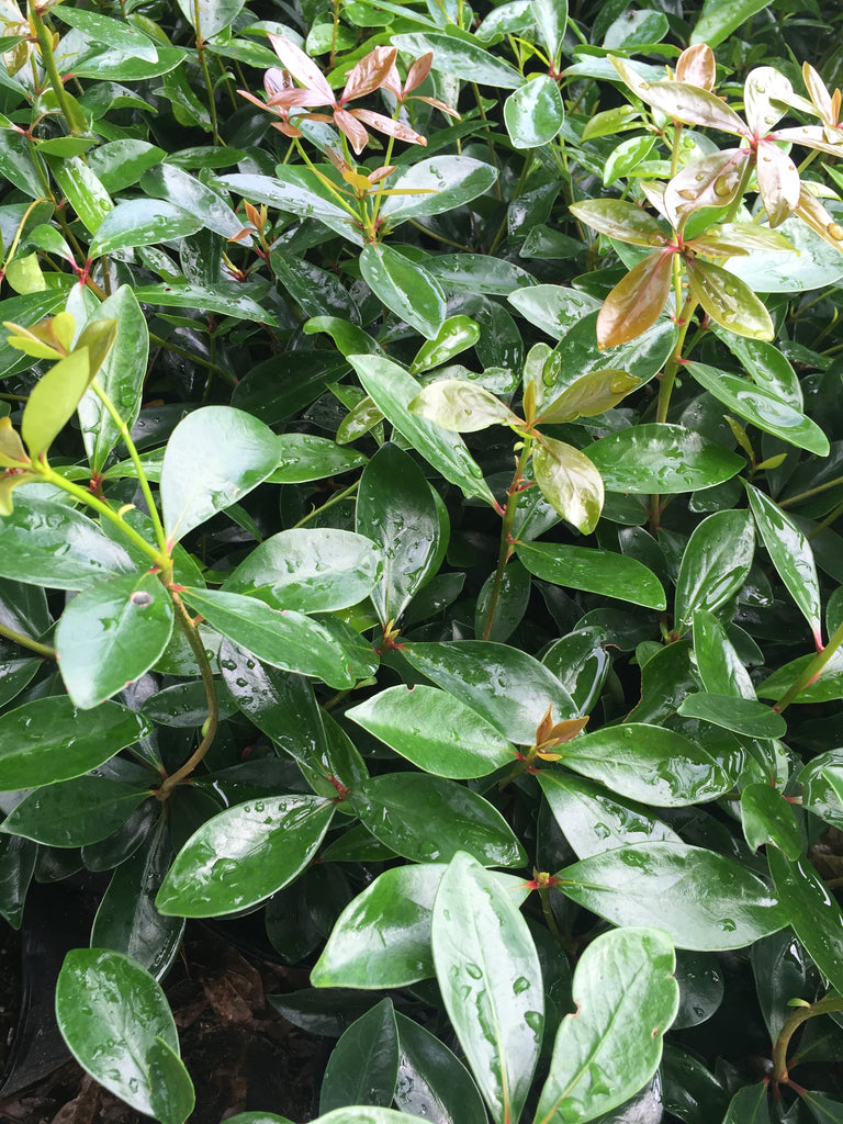 Cleyera Japonica – michaelsnursery