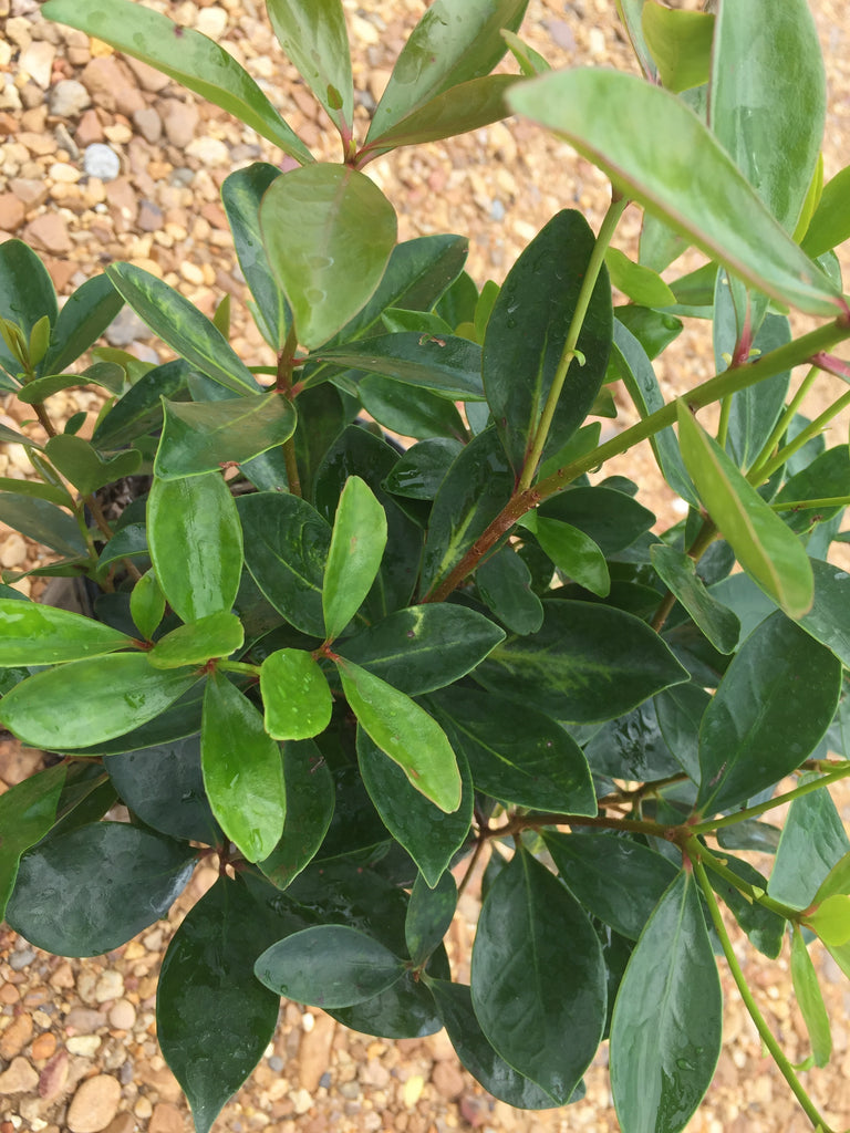 Cleyera Japonica – michaelsnursery