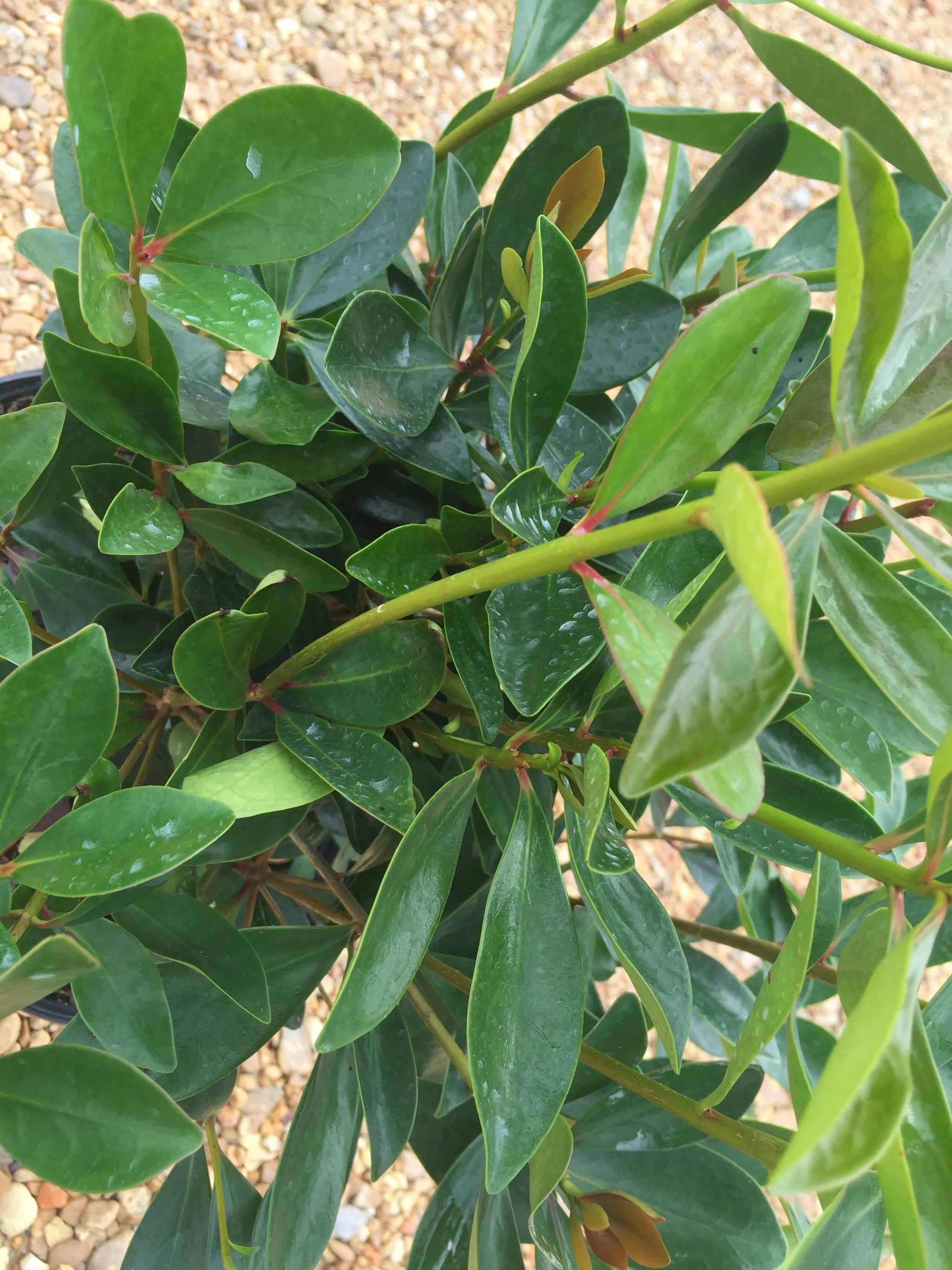 Cleyera Japonica – michaelsnursery