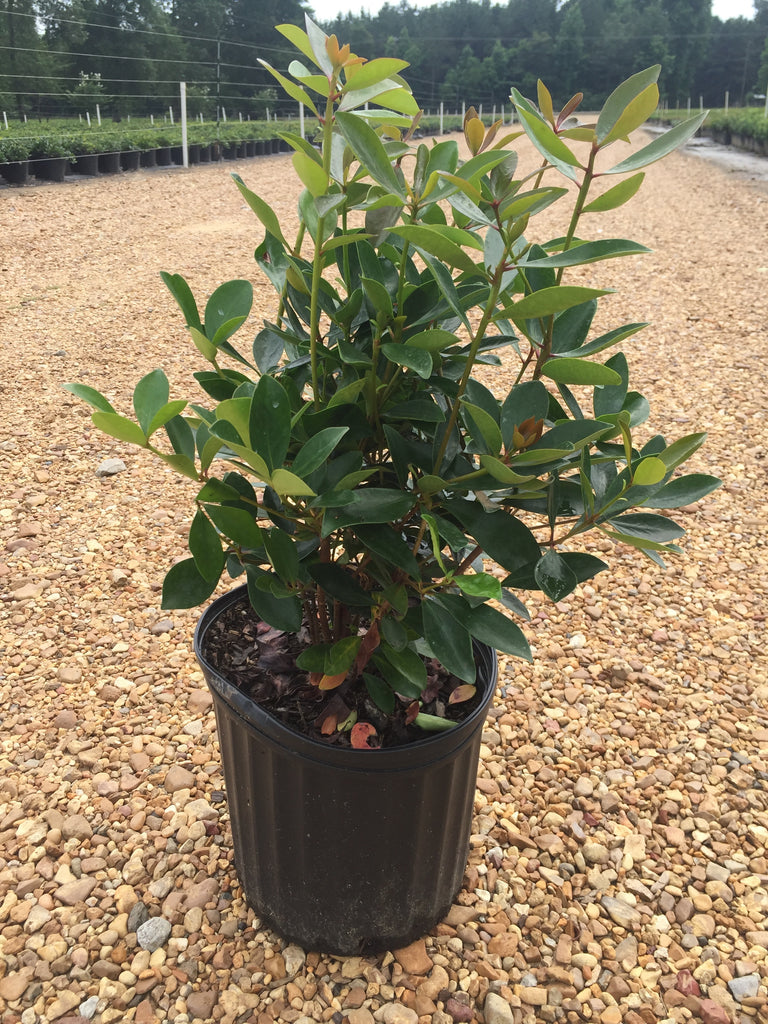 Cleyera Japonica – michaelsnursery