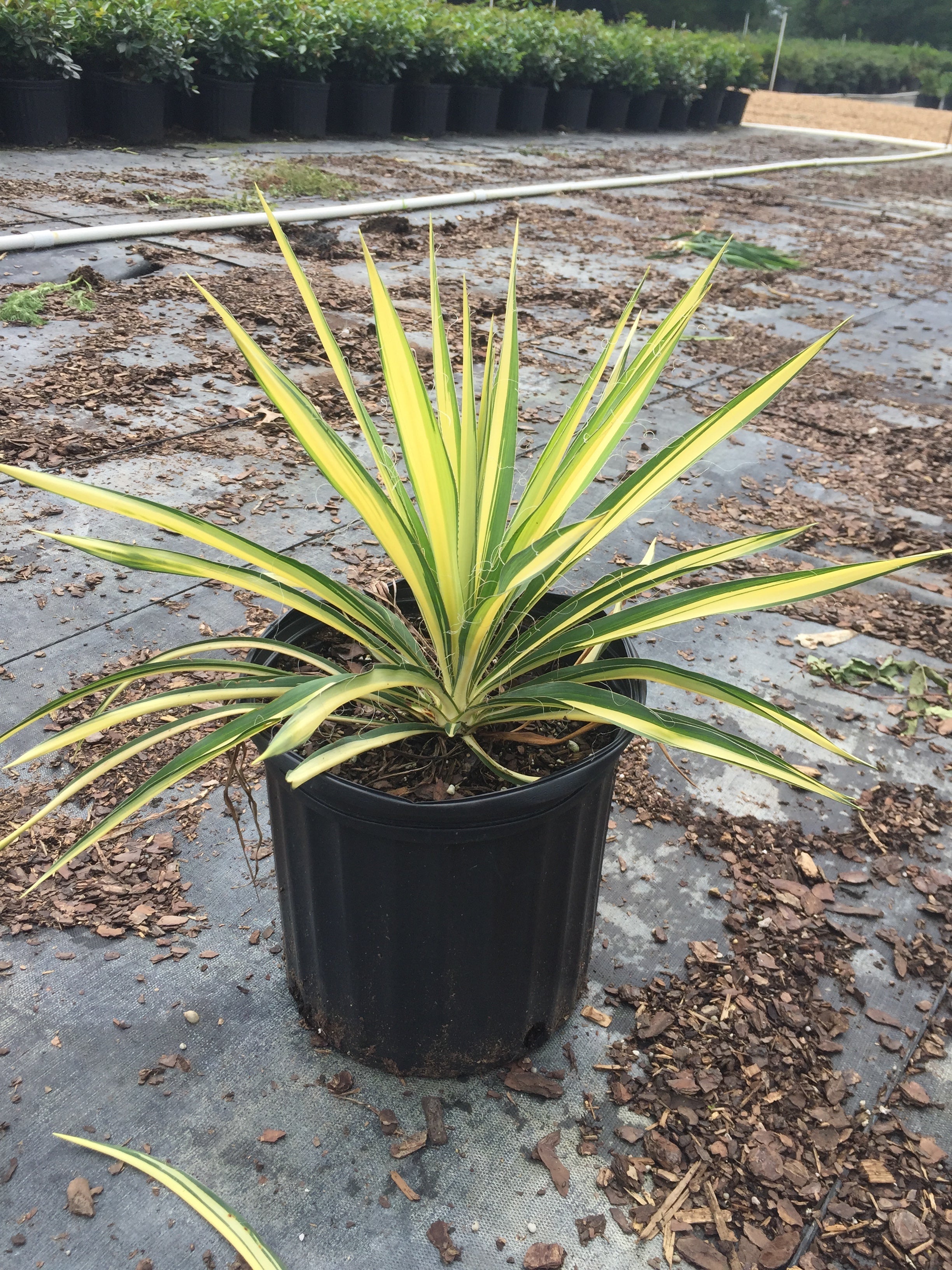 Color Guard Yucca – michaelsnursery