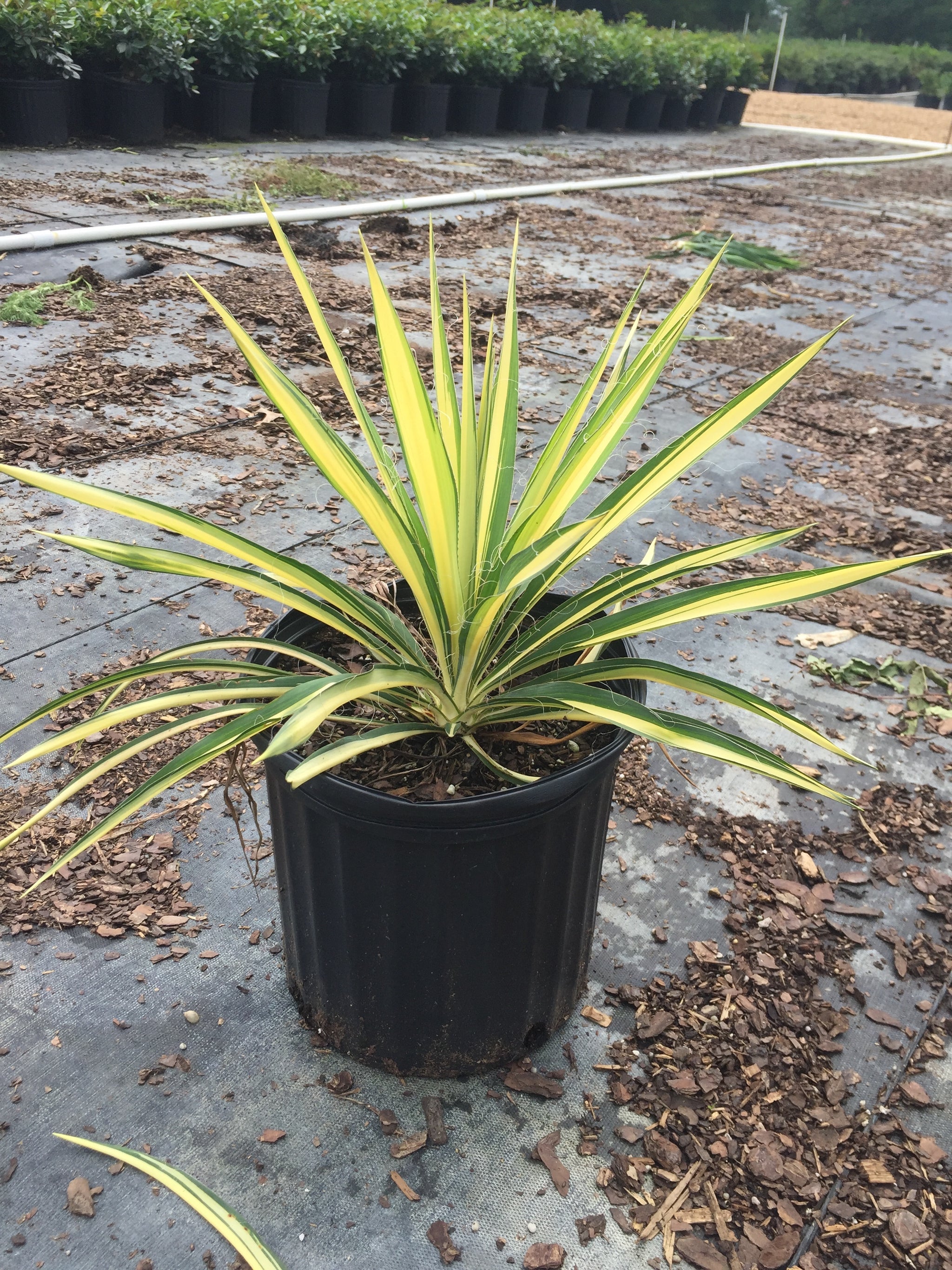 Color Guard Yucca – michaelsnursery