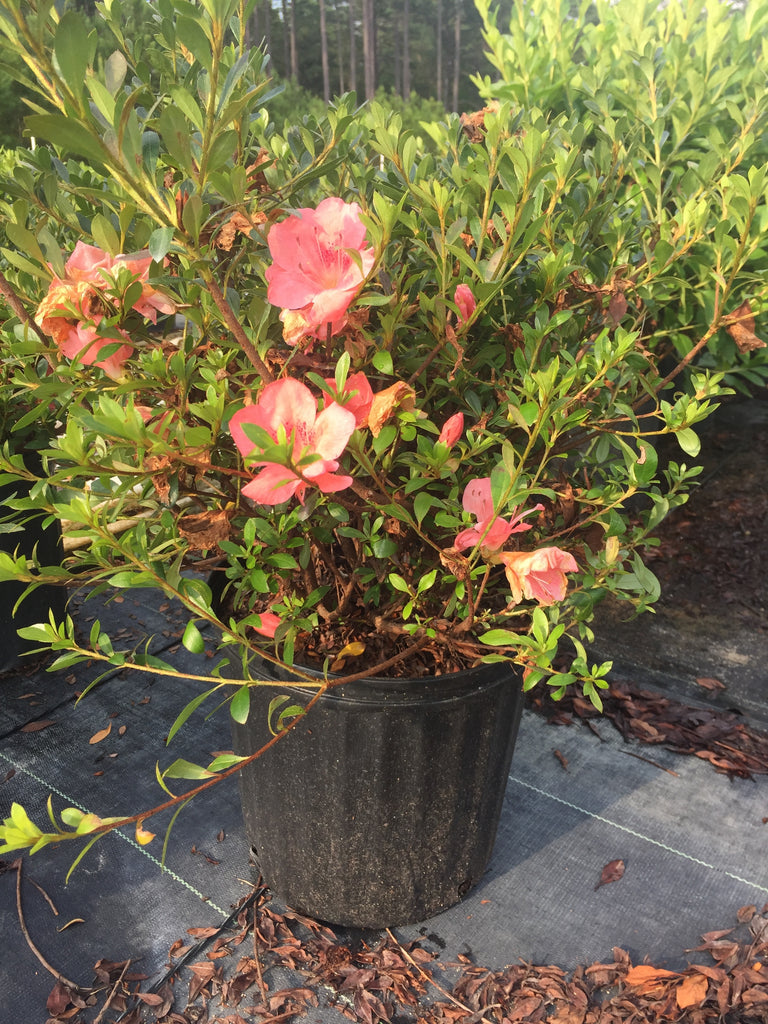 Conversation Piece Azalea – michaelsnursery