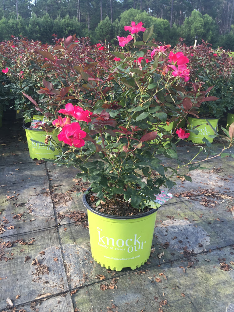 Red Double Knock Out Rose – michaelsnursery