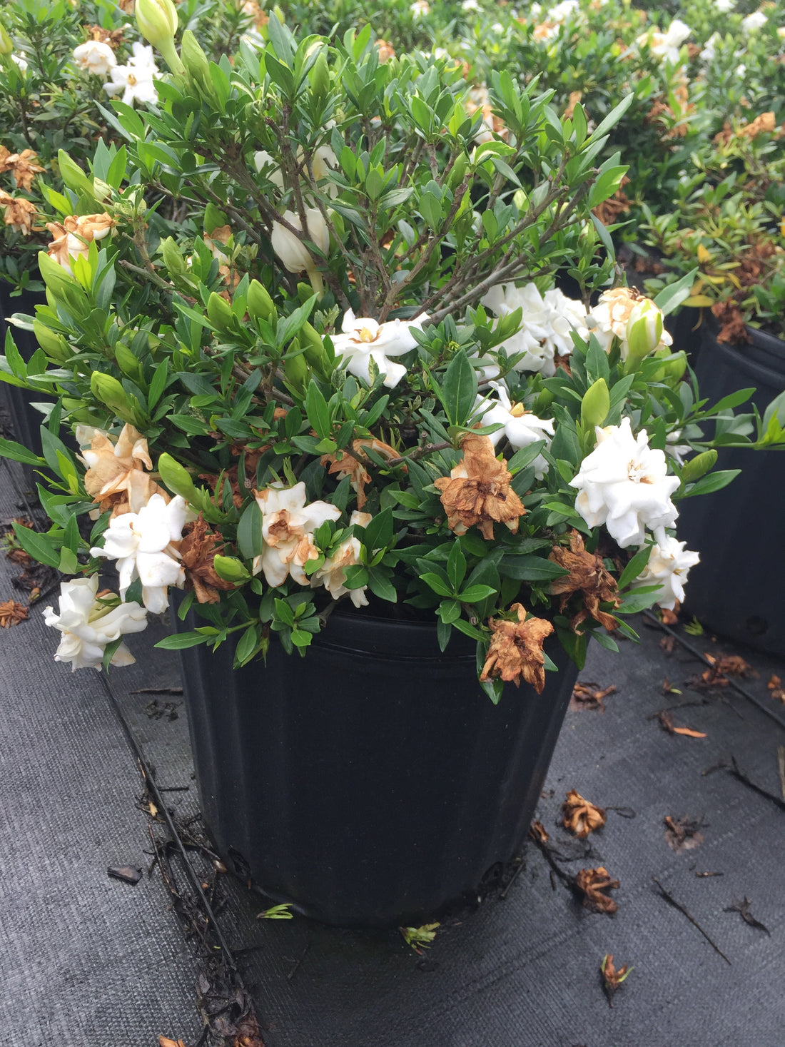 Dwarf Gardenia Radican – michaelsnursery