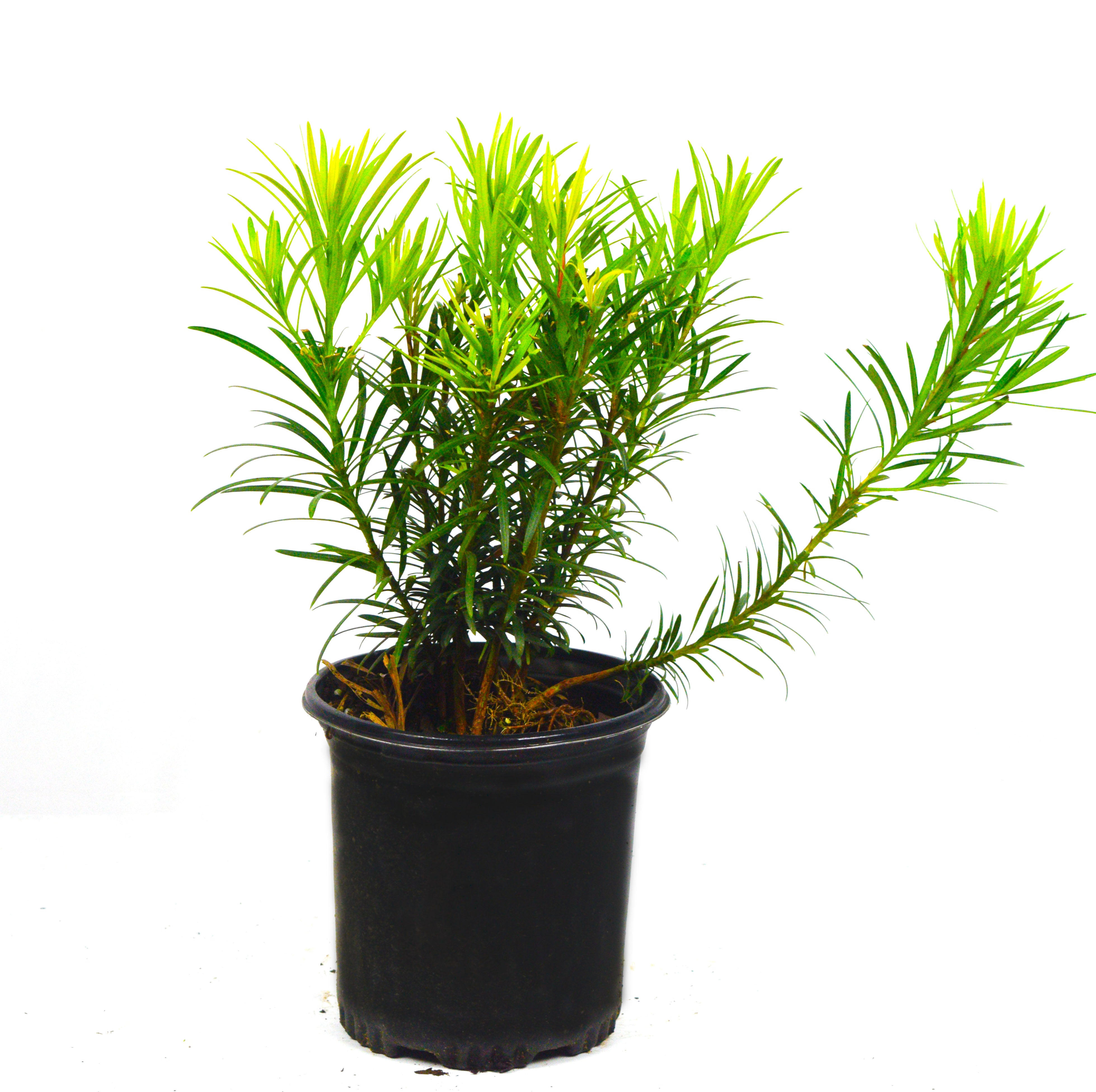 Japanese Yew – michaelsnursery