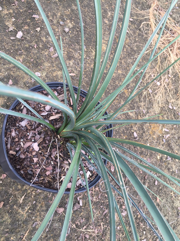 Red Yucca – michaelsnursery