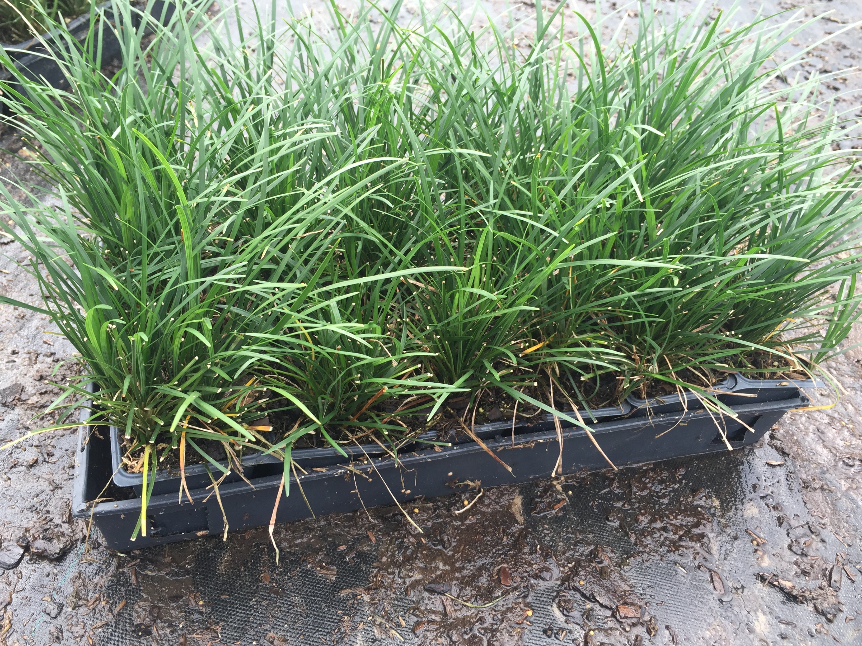 Regular Mondo Grass – michaelsnursery