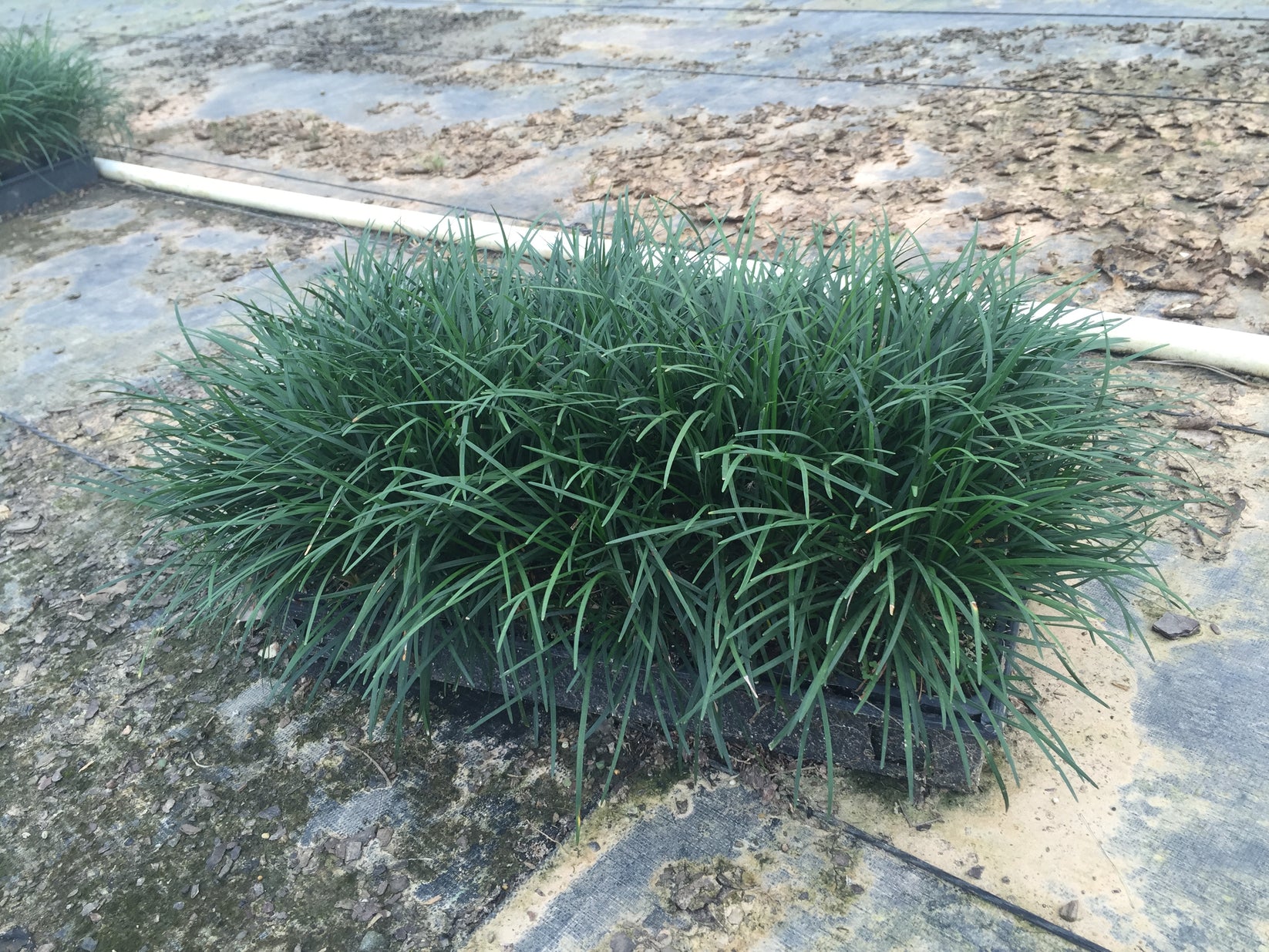 Regular Mondo Grass – michaelsnursery
