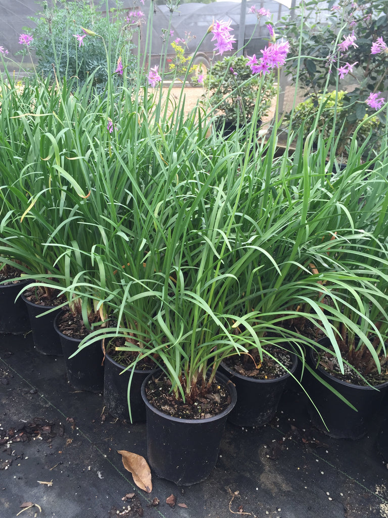 Society Garlic – michaelsnursery