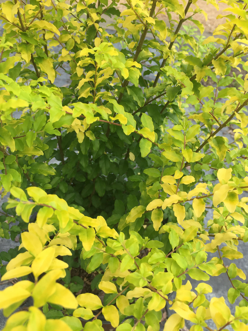 Sunshine Ligustrum™ – michaelsnursery