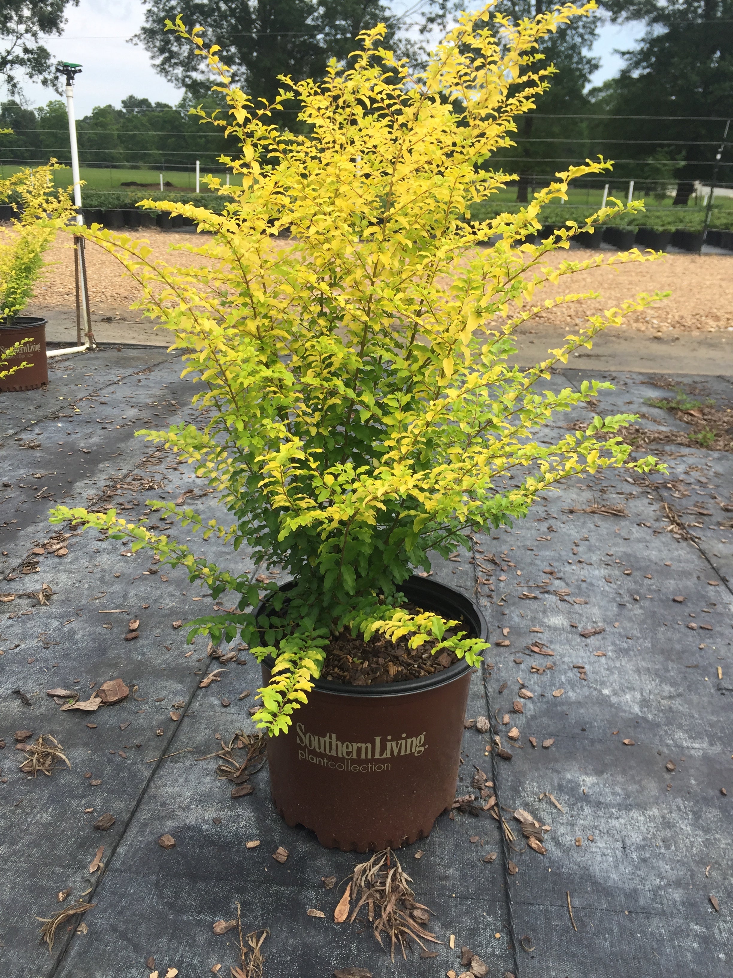 Sunshine Ligustrum™ – michaelsnursery