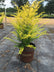 Sunshine Ligustrum™ – michaelsnursery