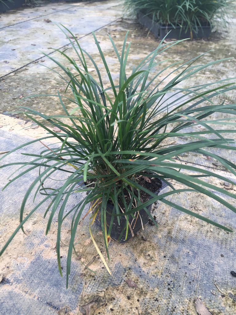 Super Blue Liriope – michaelsnursery