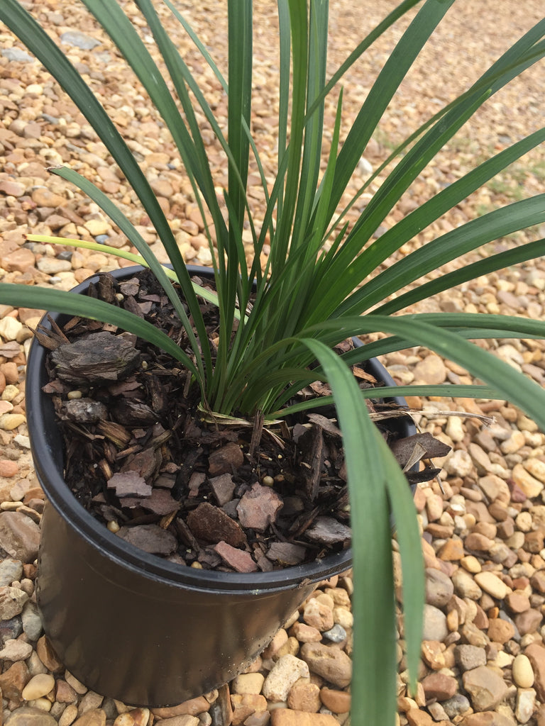 Super Blue Liriope – michaelsnursery