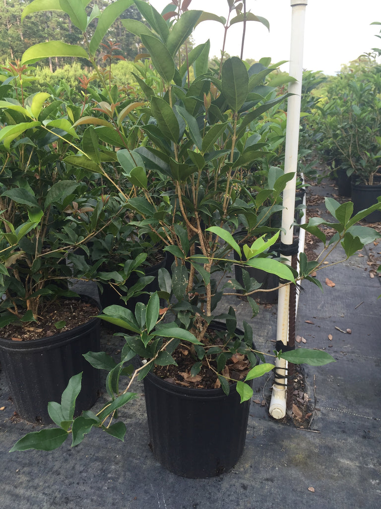 Sweet Olive Plant – michaelsnursery
