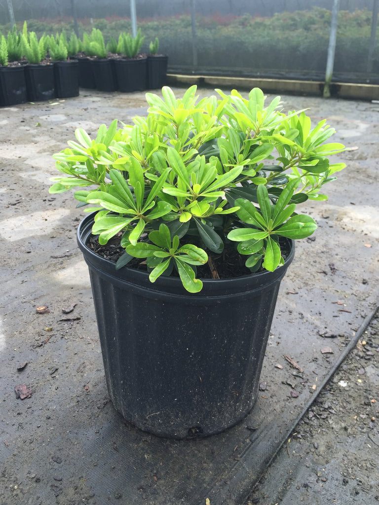 Wheeler's Dwarf Pittosporum – michaelsnursery