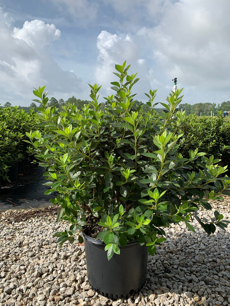 Judge Solomon Azalea – michaelsnursery
