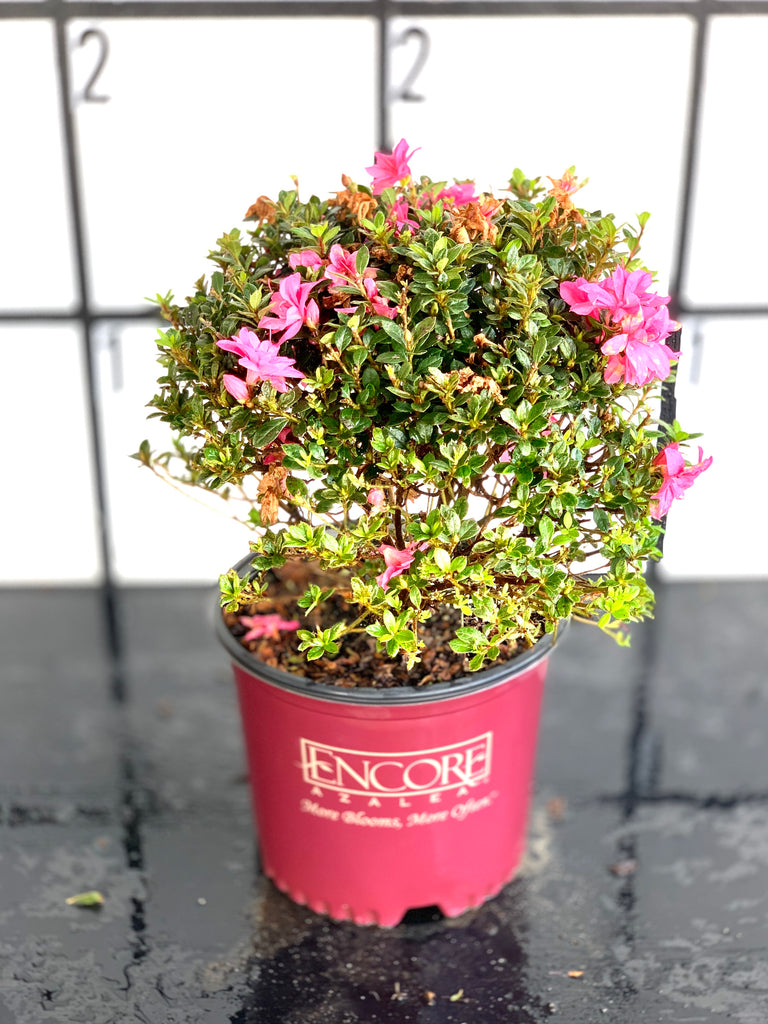Autumn Empress Azalea – michaelsnursery