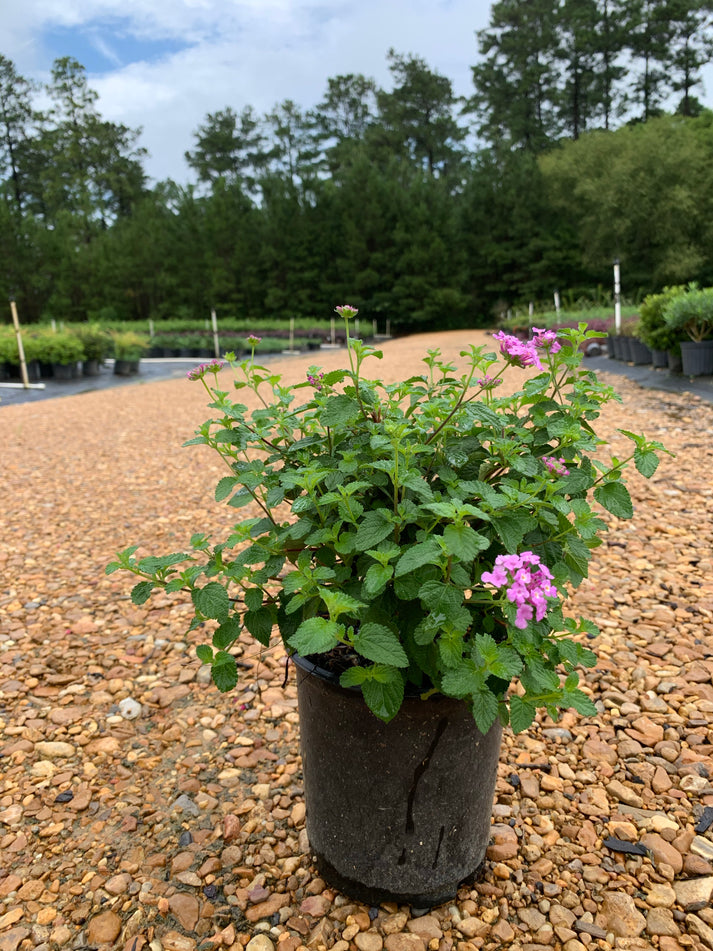 Purple Trailing Lantana – michaelsnursery