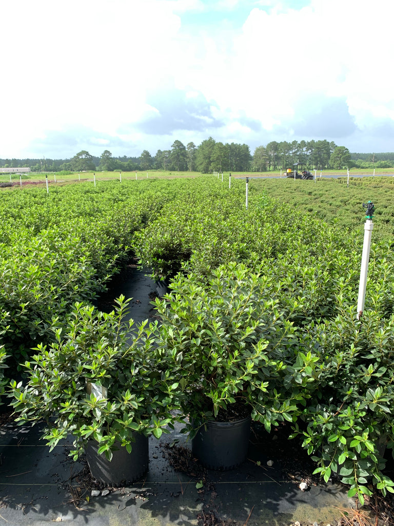 Judge Solomon Azalea – michaelsnursery