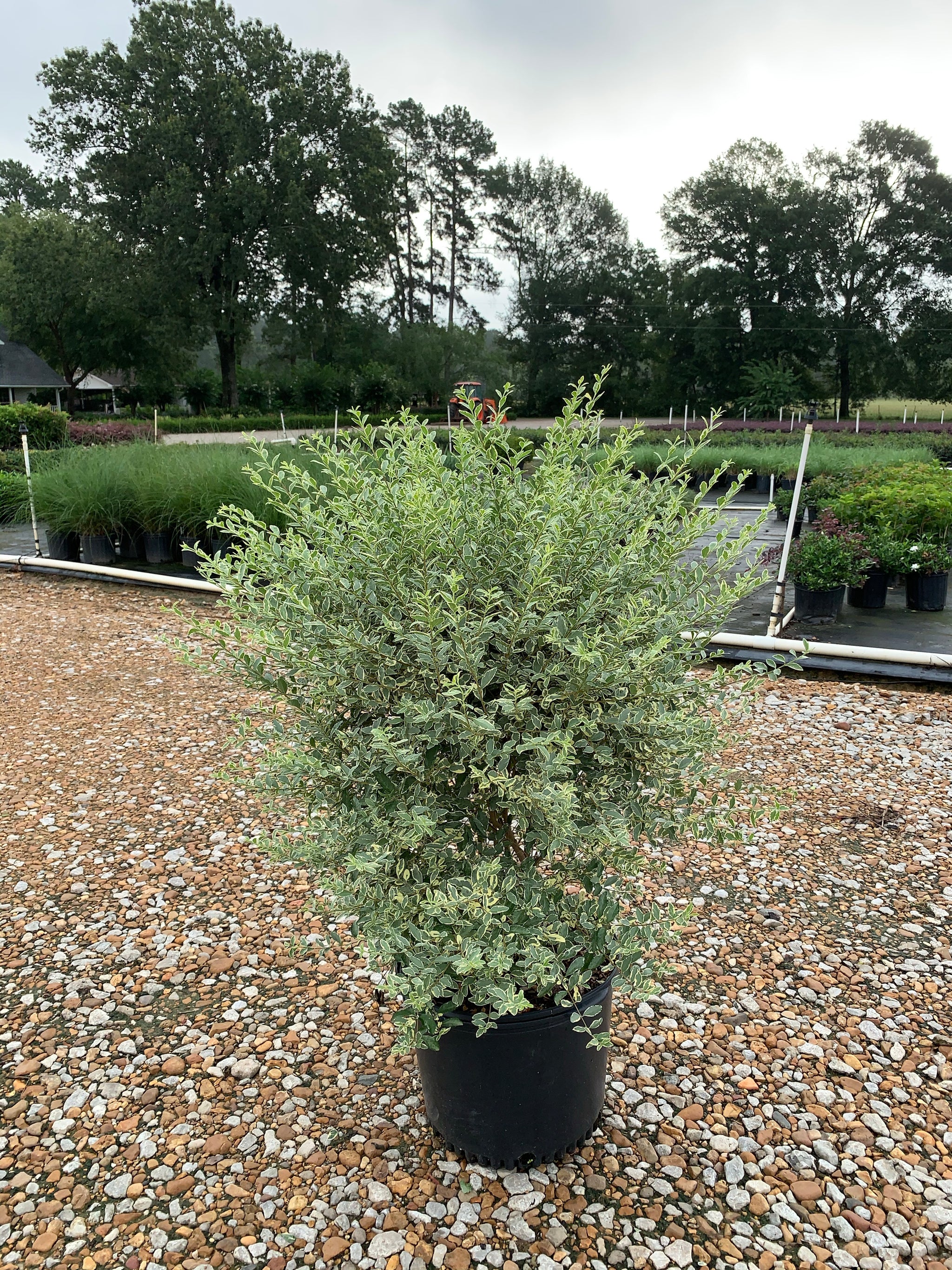 Variegated Privet – michaelsnursery