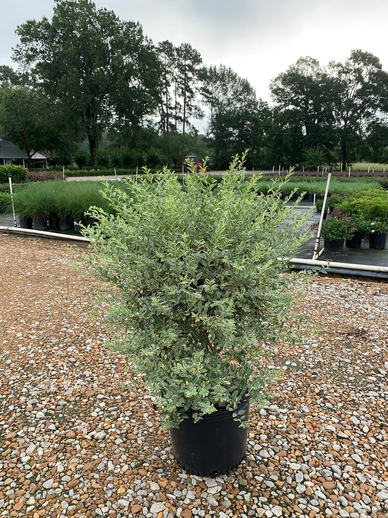 Variegated Privet – michaelsnursery